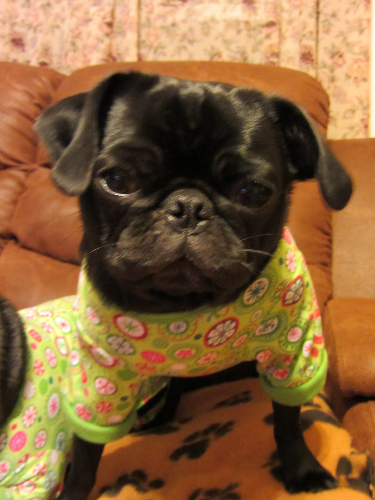 A Day in the Life of Pugs: New Christmas Pajamas