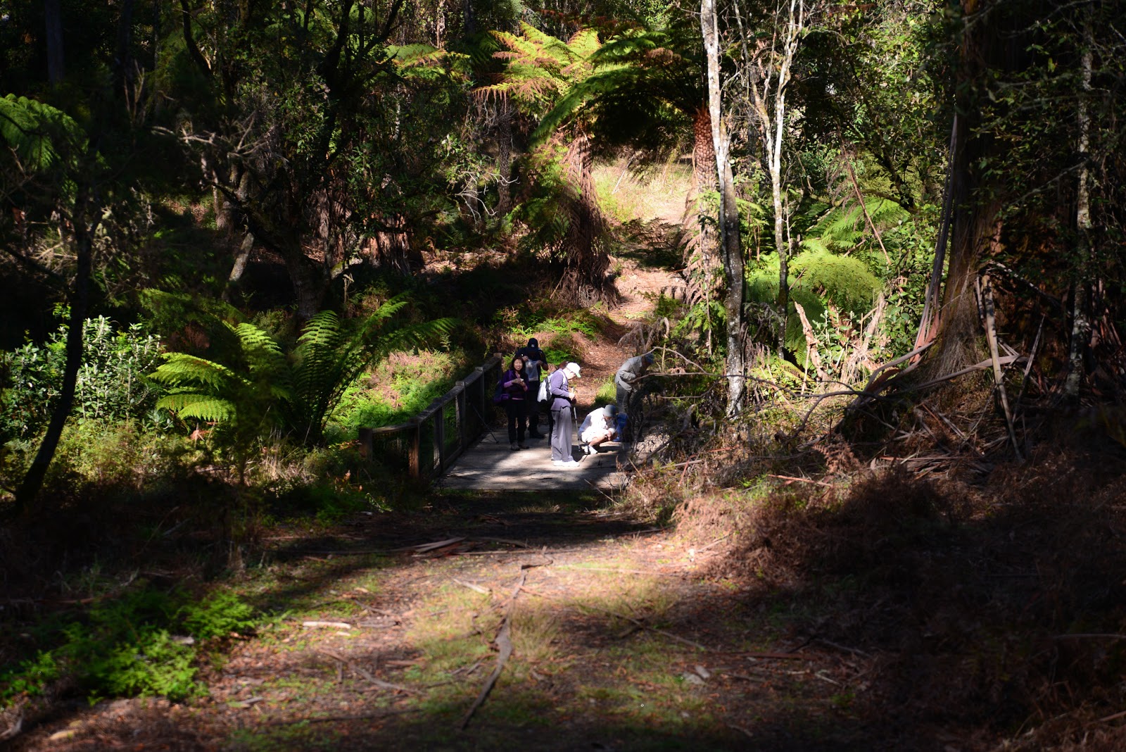 walkabouters club of victoria inc: Sherbrooke Forest, Dandenong Ranges ...