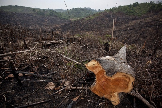 KERUSAKAN HUTAN: KERUSAKAN HUTAN RIAU WARISAN MASA LALU