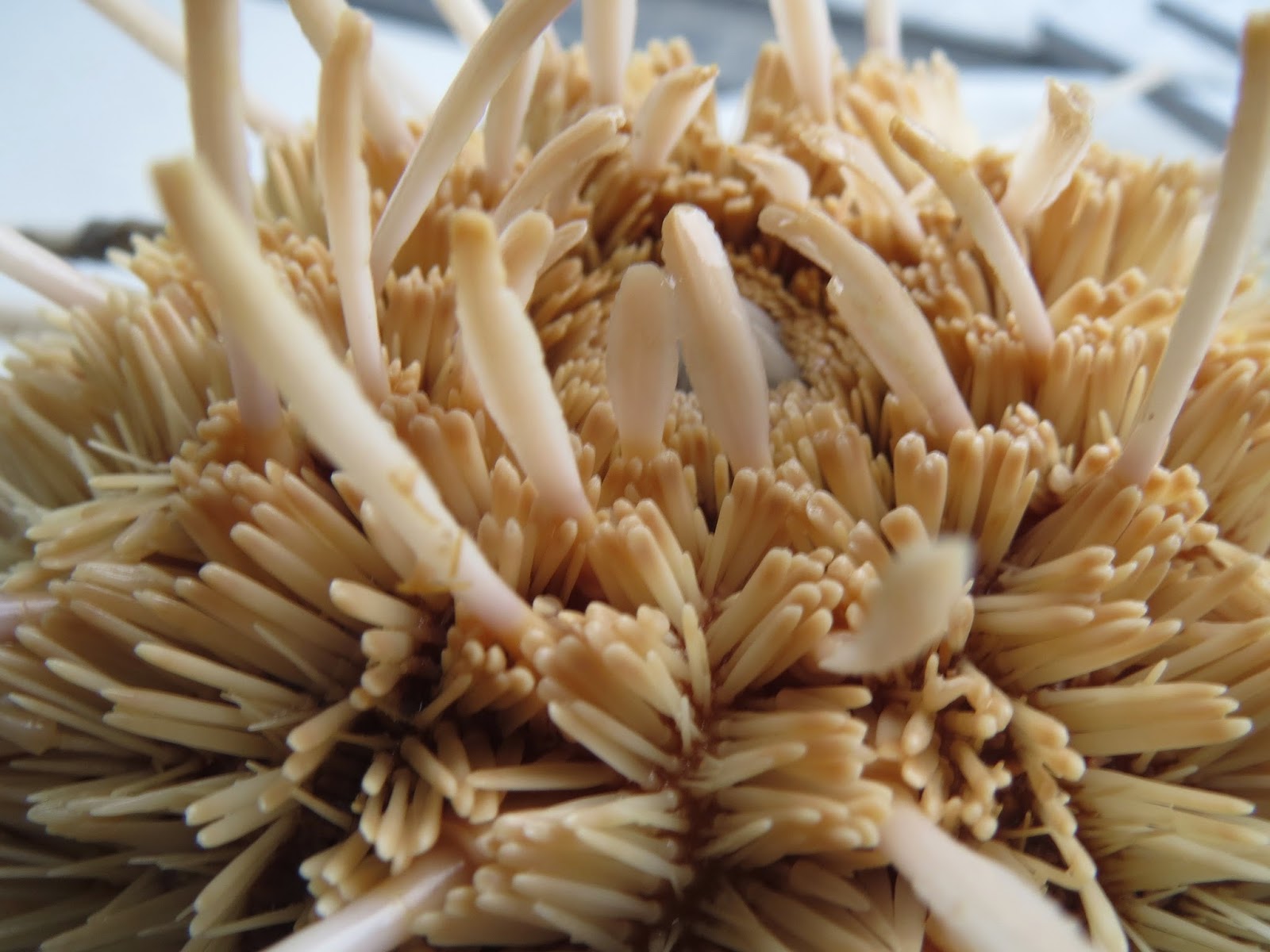 The Echinoblog: Some Excellent Japanese Echinoderms! Textures and Closeups!