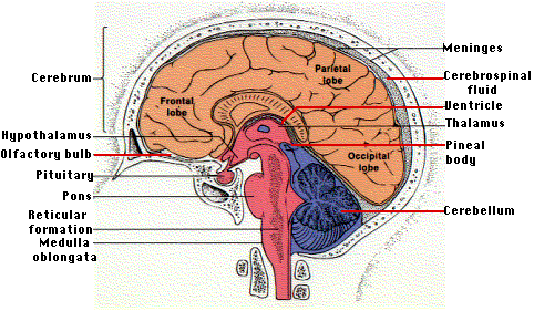 Standard Note: Central nervous system