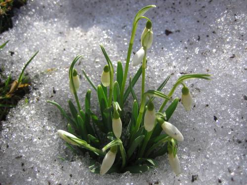 'Miesiące w językach obcych' - Marzec