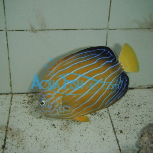 Marine Fish (AquaFishViet.com): Blueline Angelfish