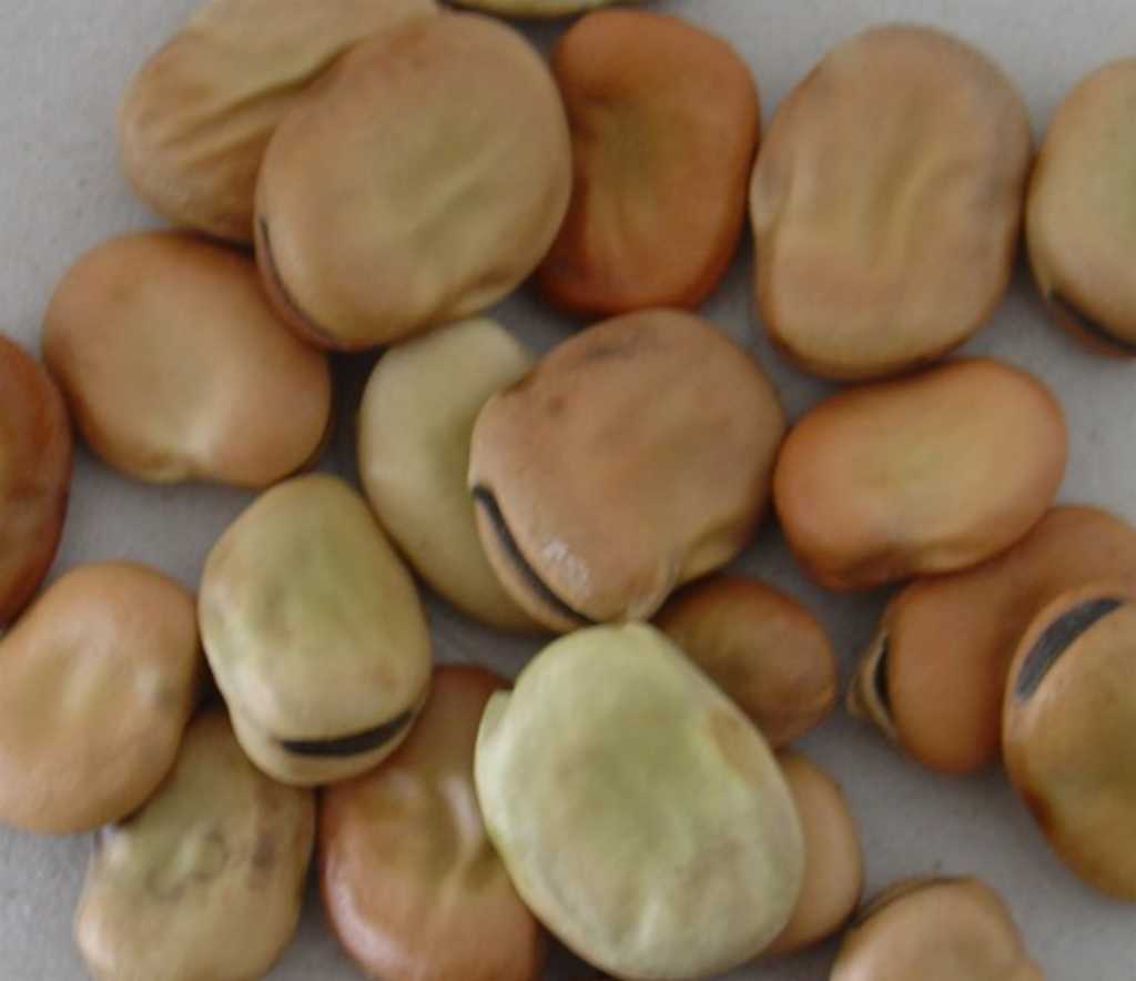 Memòries de poblet: De faves i faveres.