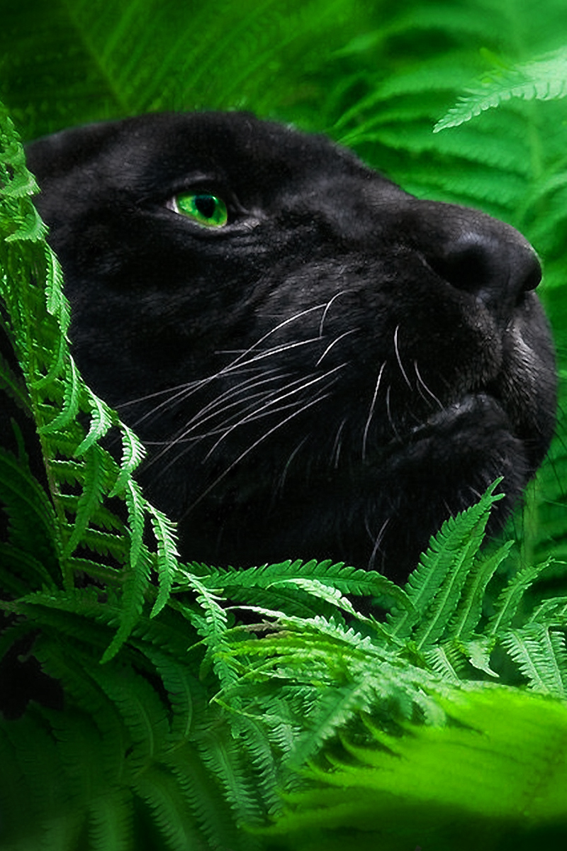 The Spotted Canvas: Green Panther Background