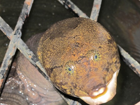 Sarawakiana@2: Miri Tales : A Forest Lelabi or Labi-Labi