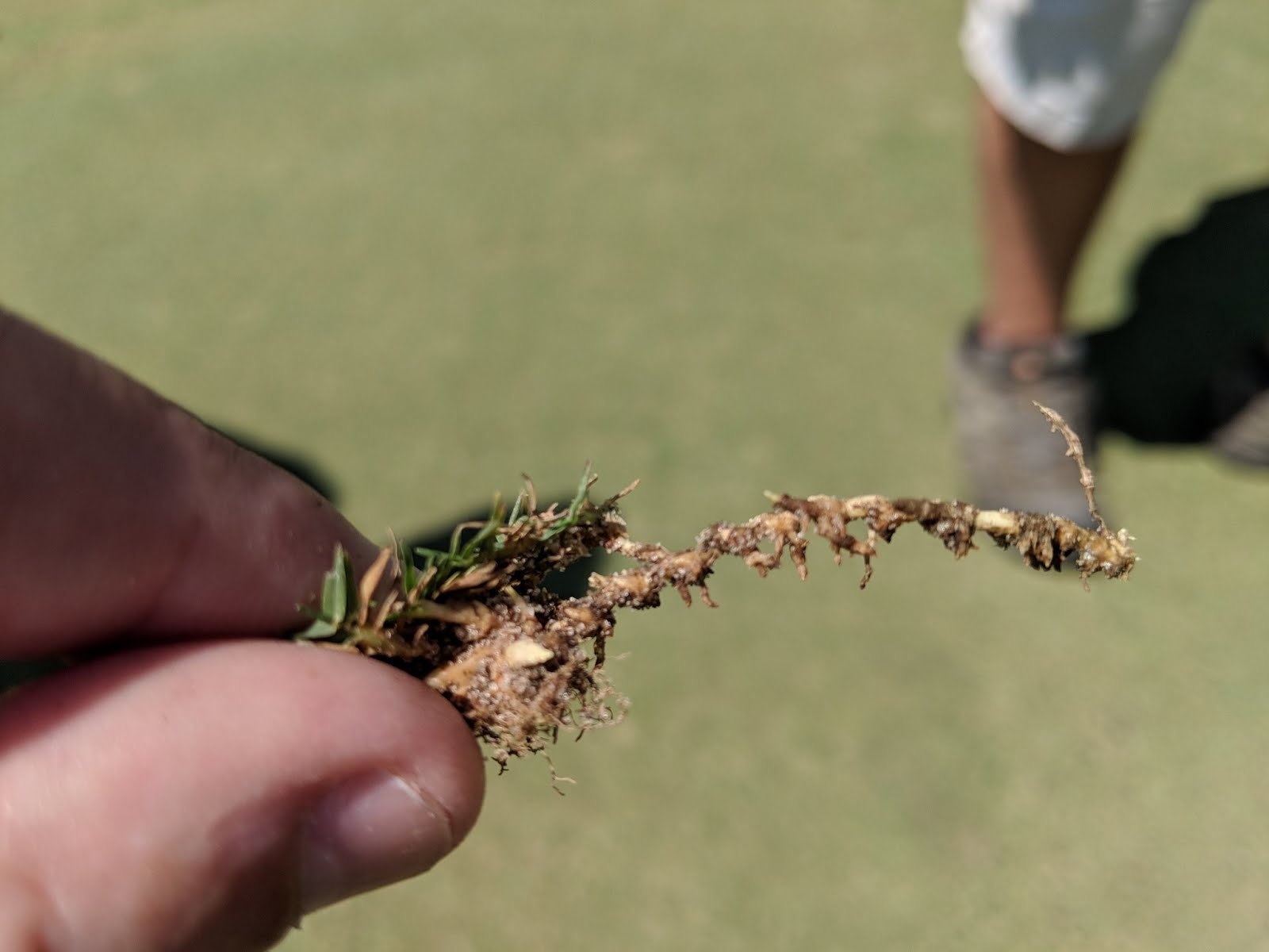 Highlands Country Club Agronomy: Sting Nematodes on Bermudagrass