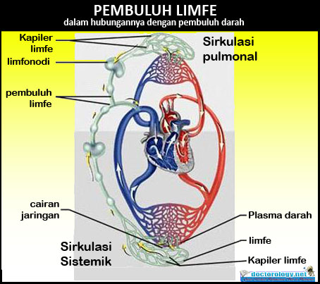 Anatomi dan Fisiologi Kelenjar Limfe