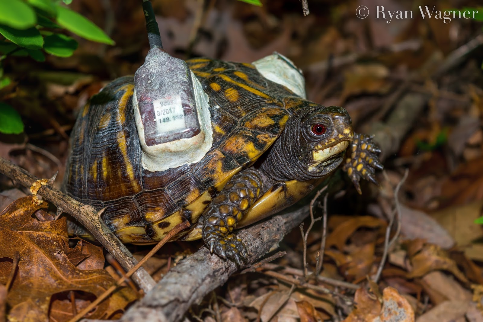 Field Life: Radio Telemetry