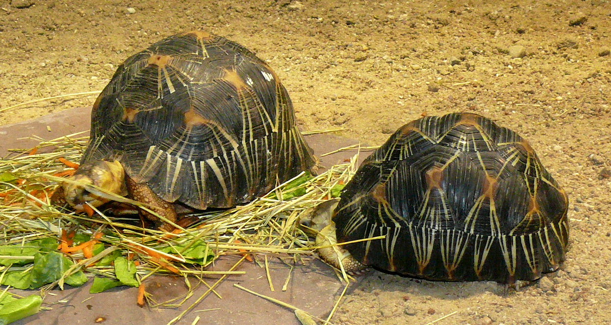 El ojo del buitre: Tortuga radiada (Geochelone radiata)