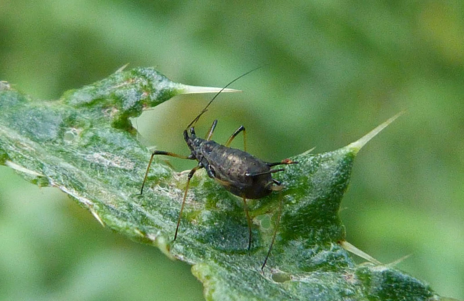 Insects of Scotland: True Bugs