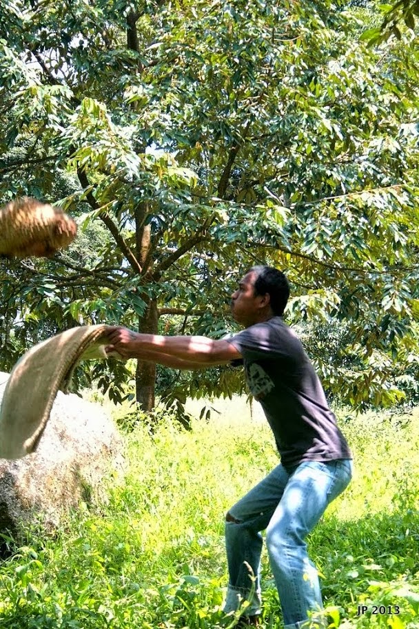 Camille's Samui Info blog: Durian season is here again!