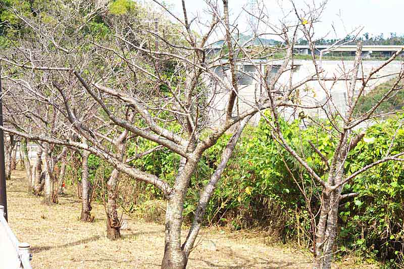 Ryukyu Life: 10 Images Prior to Kin Town's Sakura Matsuri