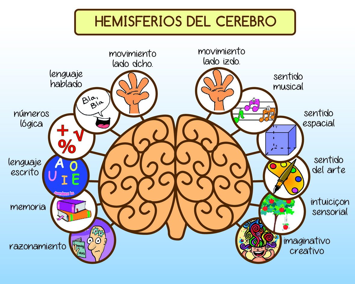 Neuropsicología: Relación conducta-cerebro