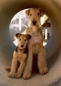 Dog Cute Dog: Airedale Terrier Personality And Health