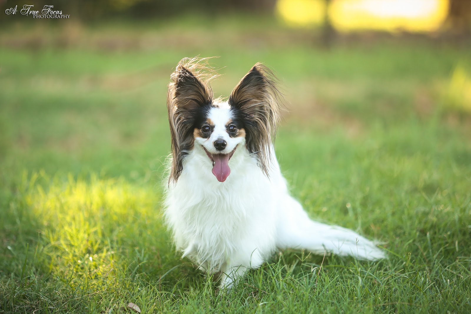 A True Focus Photography: Gypsy {dog and pet photography}