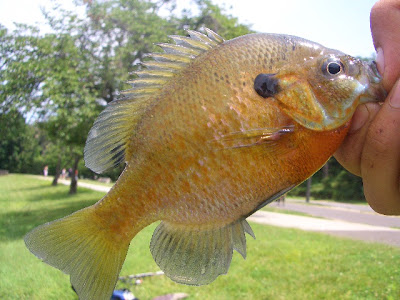 Extreme Philly Fishing: Be a "Sunfish Expert:" A Simple Guide for ...