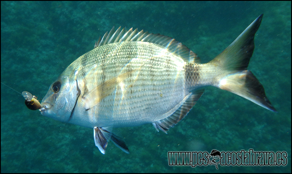 26 JUNIO-UNA DE SARGOS A SPINNING