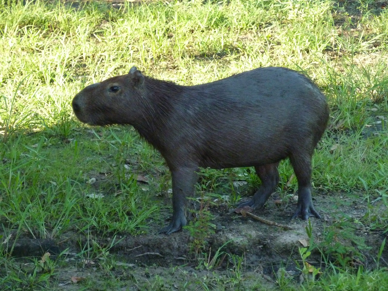 Flight of the Feldmans: Pimpin the Pampas