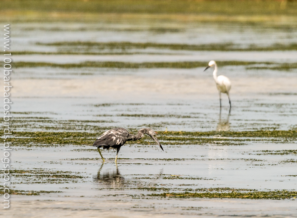 Birds of Barbados: 2017 Photographic Big Year 74, Mega-Rarity
