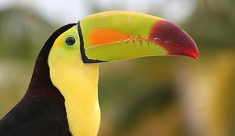 Universo Animal: ¿Qué es un tucán?