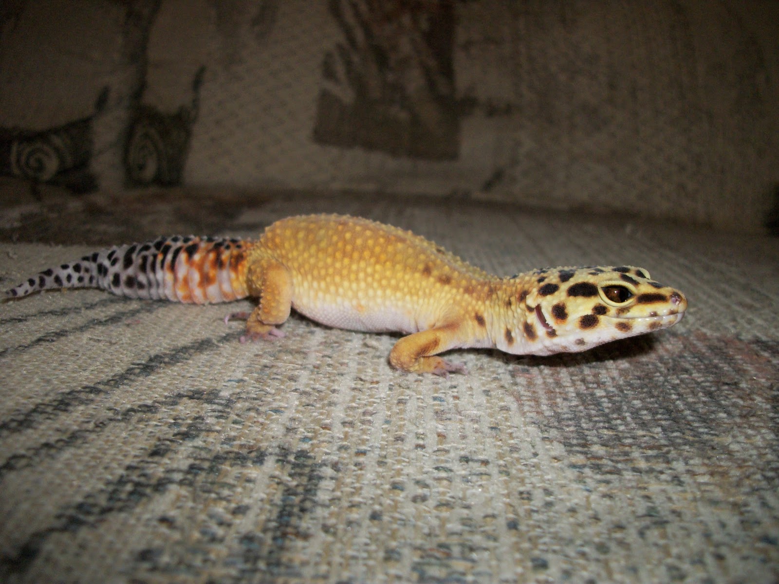 Diary of a Mad Pet Enthusiast: Mathilda the Leopard Gecko's Bio