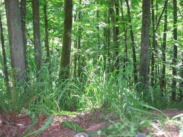 Drawing with Nature: June 2011: Ravenna Park Ravine drawings, Seattle ...