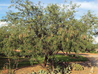 Adventures with Mesquites