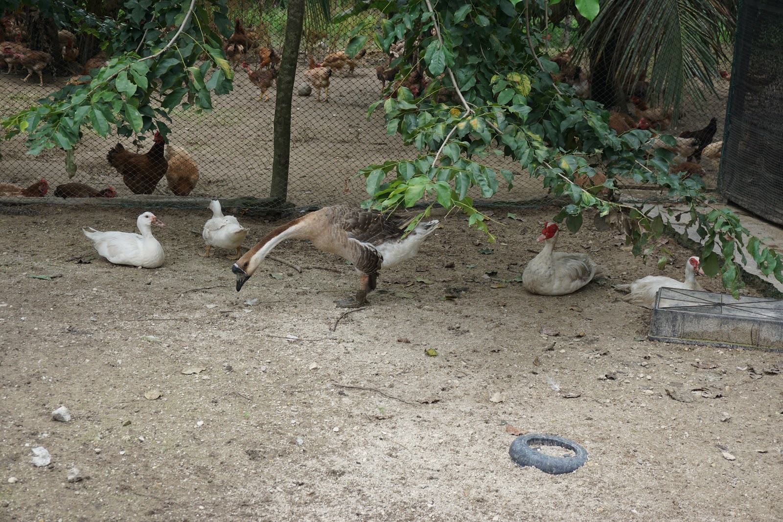 Uncle Rani Chicken Farm