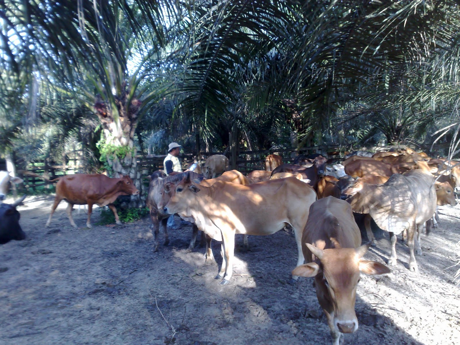 A.B.K. Trading: Membekal Haiwan Ternakan