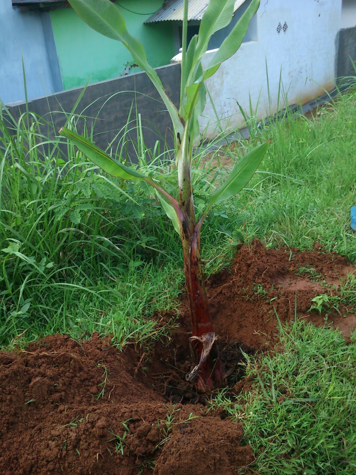 cara menanam pisang lengkap dengan gambarnya ~ myblog.mu