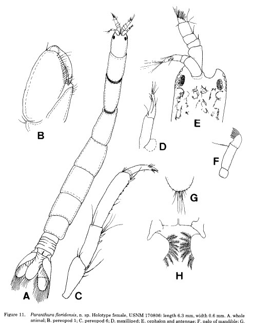 Variety of Life: Anthuroidea