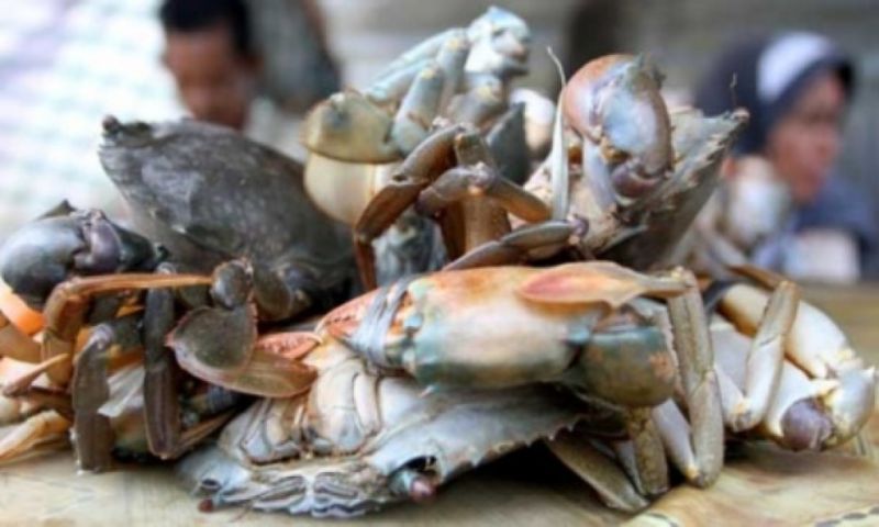 About Us : Live Fresh Mud Crabs Farming In Indonesia - Buy Fresh Mud ...