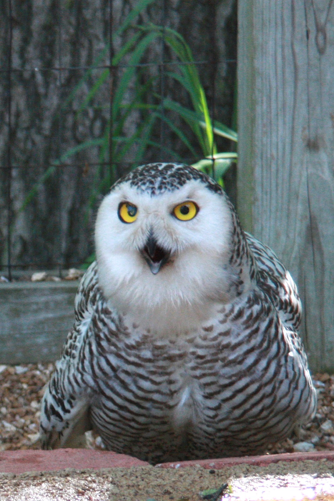 World Bird Sanctuary: Snowy Owls