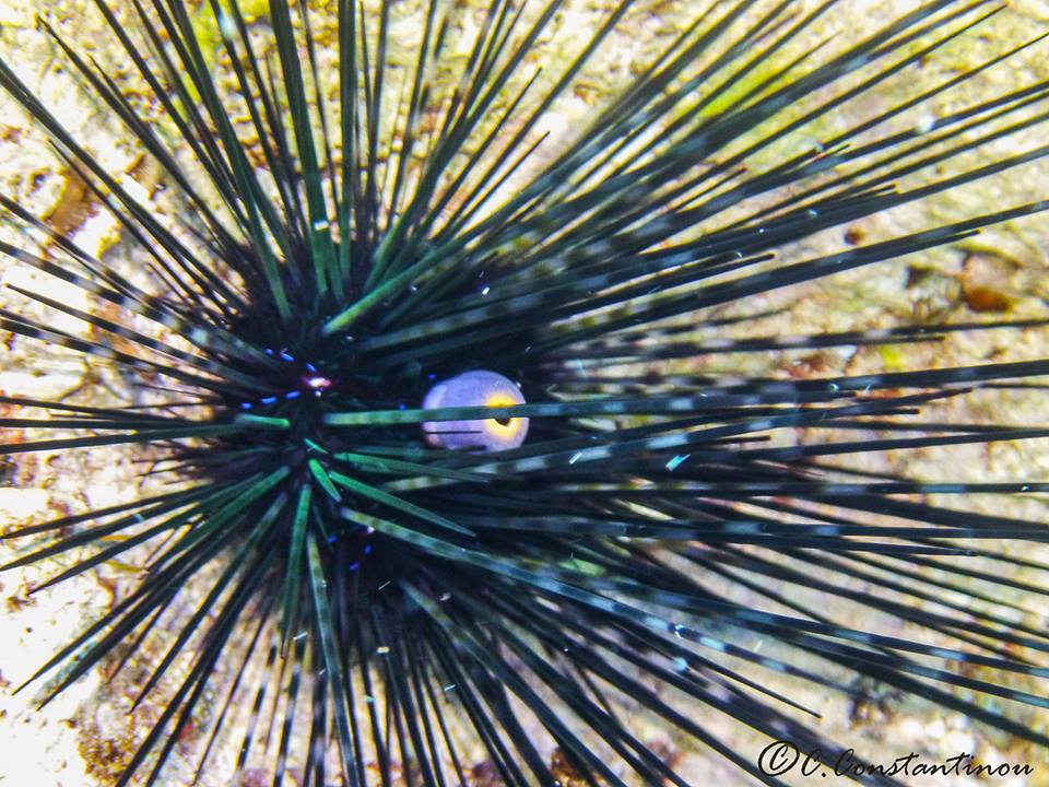 Biodiversity of Cyprus by NGO Protection of the Natural Heritage and ...