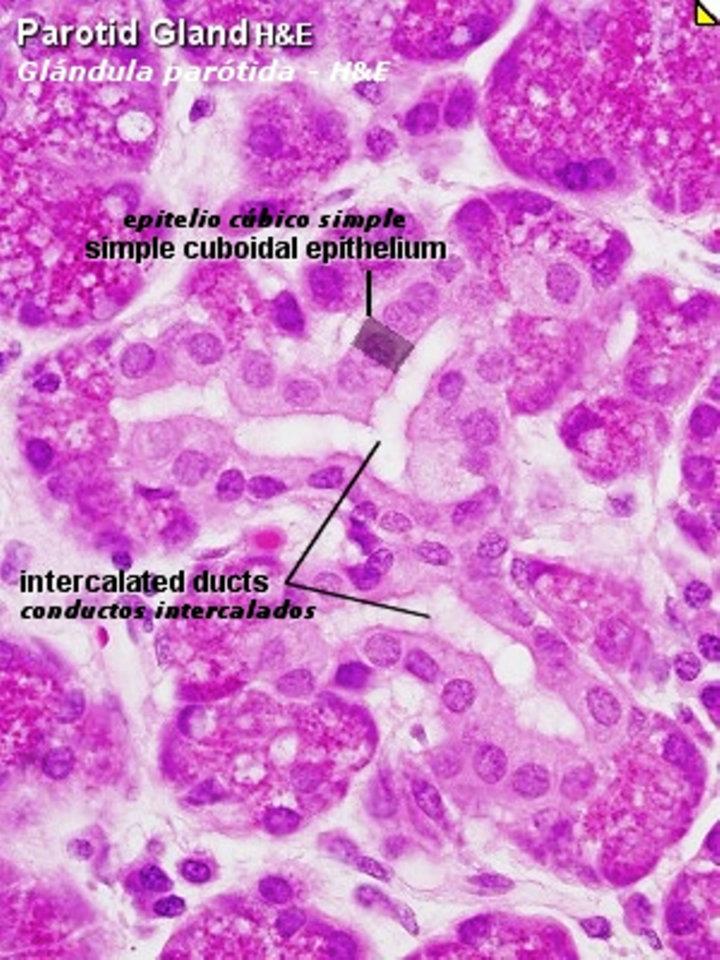 Plantão Médico: HISTOLOGÍA TEJIDO EPITELIAL DE REVESTIMIENTO Y GLANDULAR