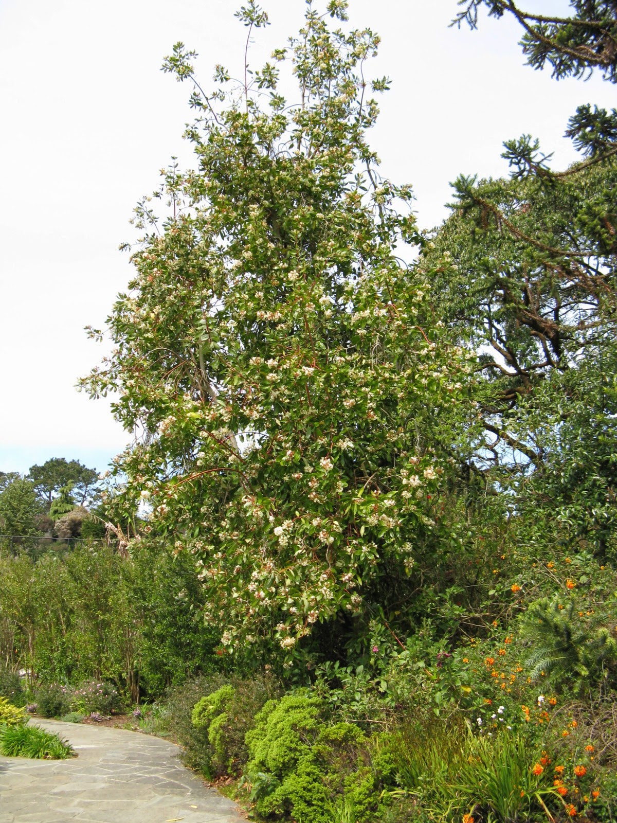 Trees of Santa Cruz County: Drimys winteri - Winter's Bark