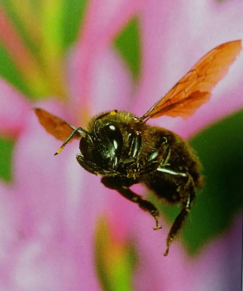 Vrste pčela - Pčelarstvo za početnike