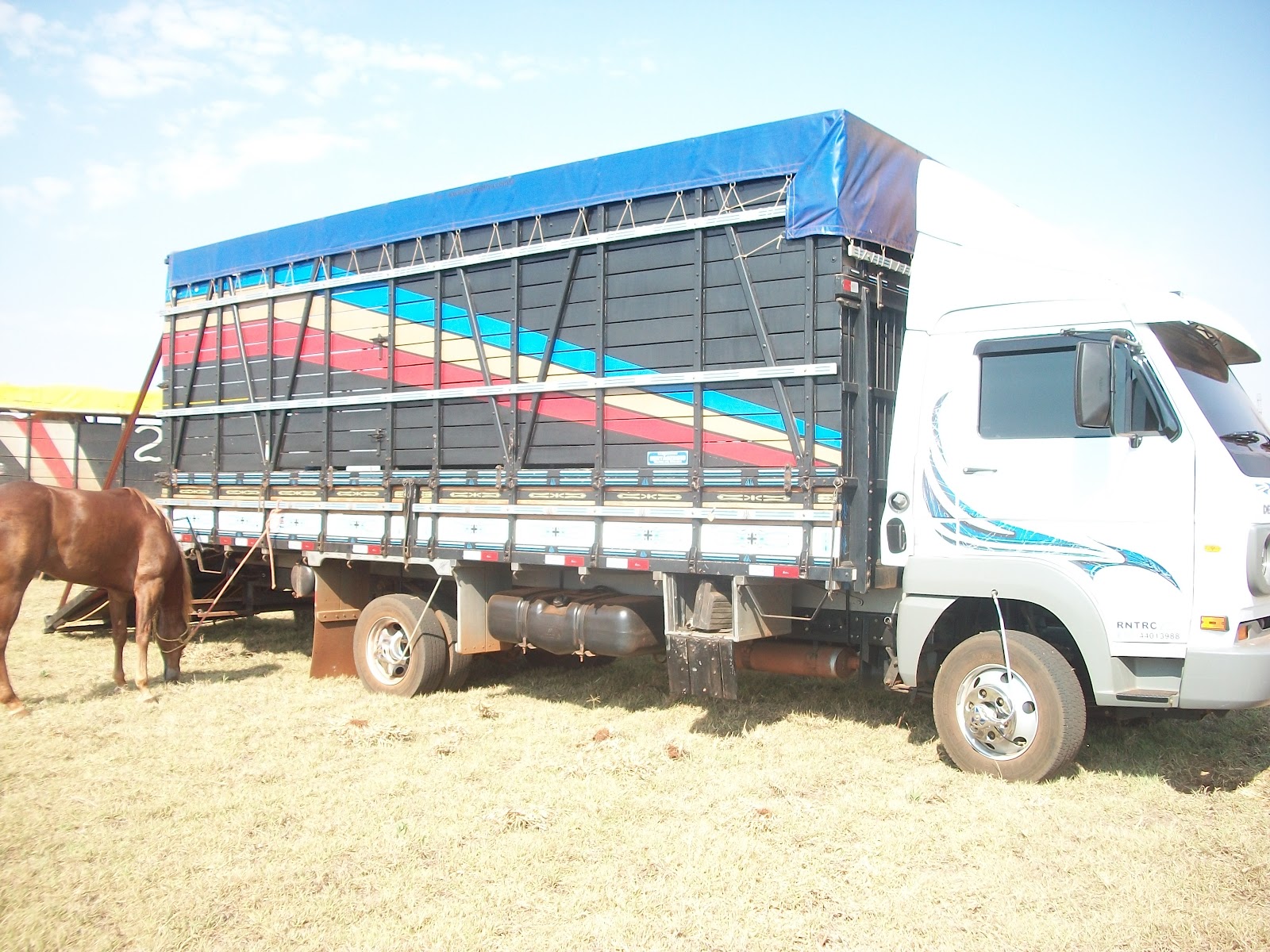 TransZema: Boiadeira