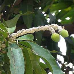 Insect PEST OF FRUITS &VEGETABLES
