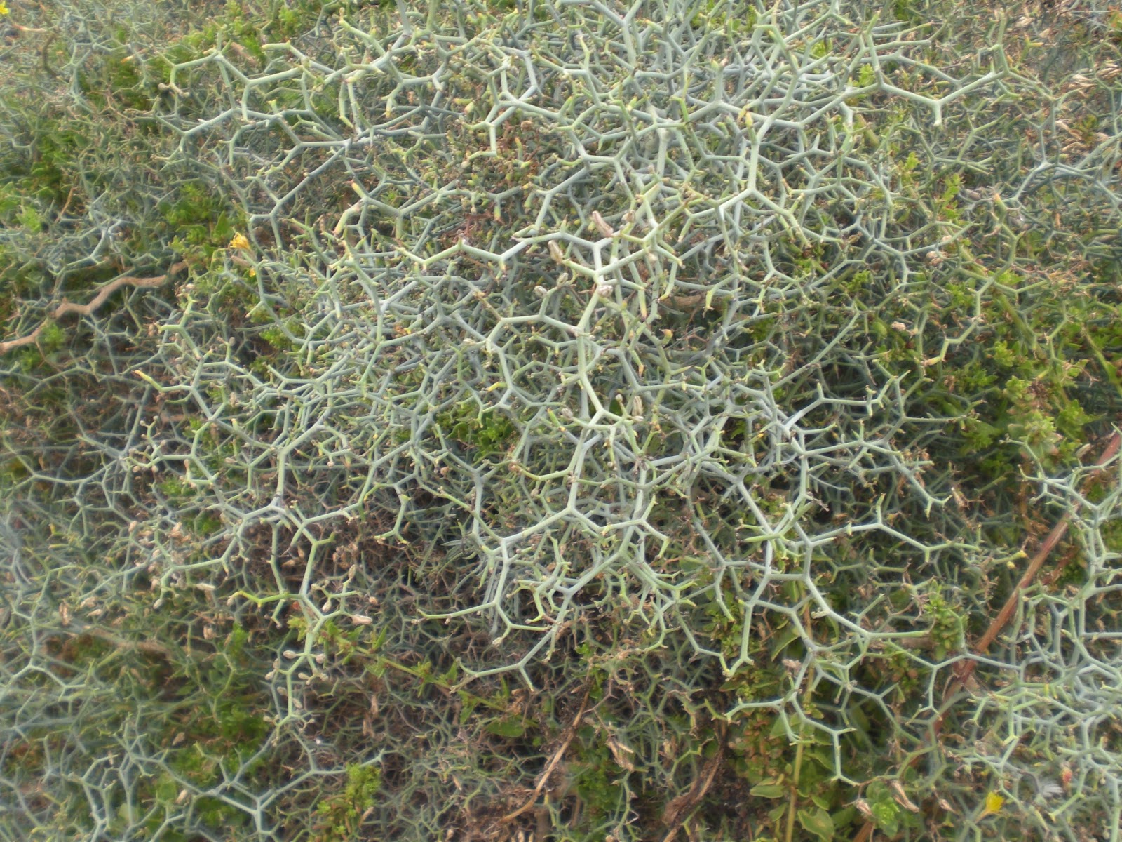 De mayores: La aulaga