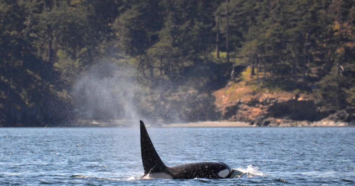 Orca Watcher: Celebrating Earth Day With Whales, Tulips, Birds, and ...