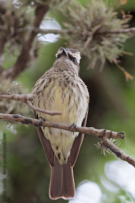 mis fotos de aves: Empidonomus varius Tuquito Rayado Variegated Flycatcher