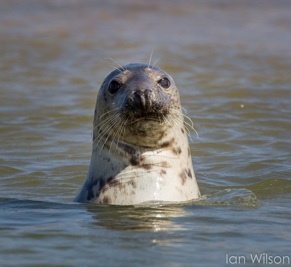 Little Green Men Photography: Blakeney Seals