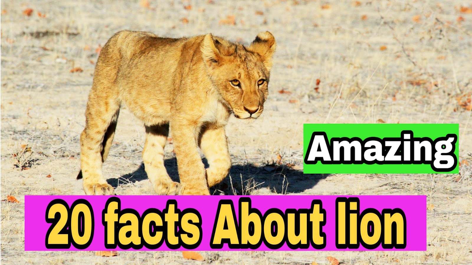 Amazing Facts About lion