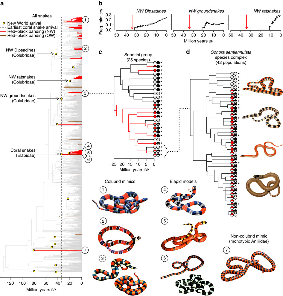 Species New to Science: [Herpetology • 2016] Coral Snakes predict the ...