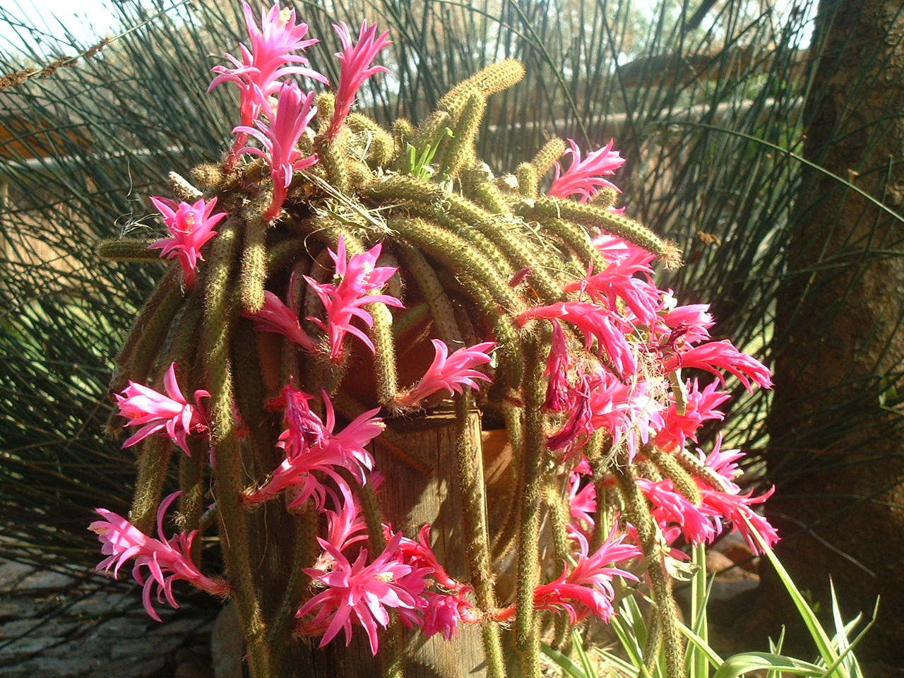 Hedgie's Nature Journal : Rattail Cactus - Disocactus flagelliformis