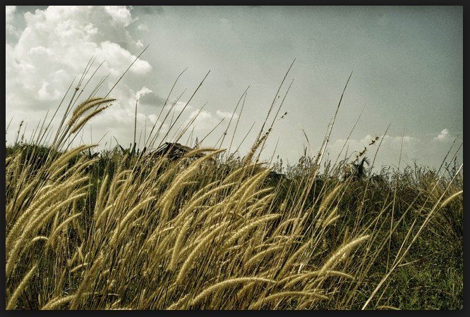 Pengertian dan Definisi Tumbuhan Alang Alang Imperata cylindrica (L.) Beauv