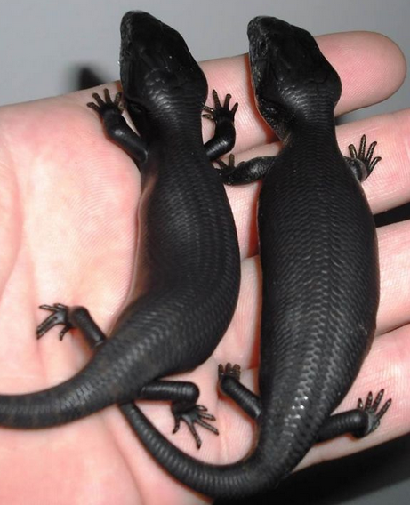 Un paseo por la zoología: El melanismo