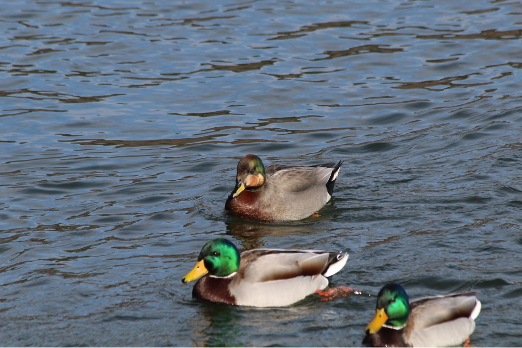'Burg Birder: Mixed-Up Ducks